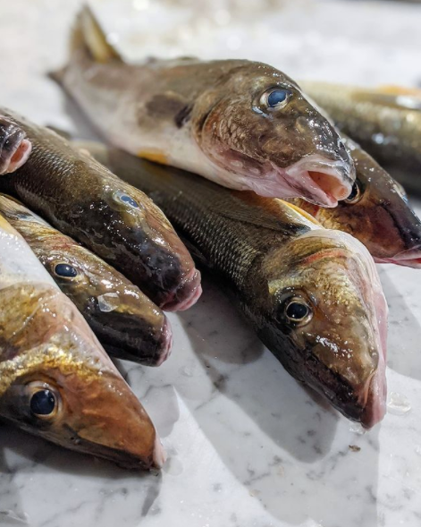 Fish Butchery – FISH BUTCHERY